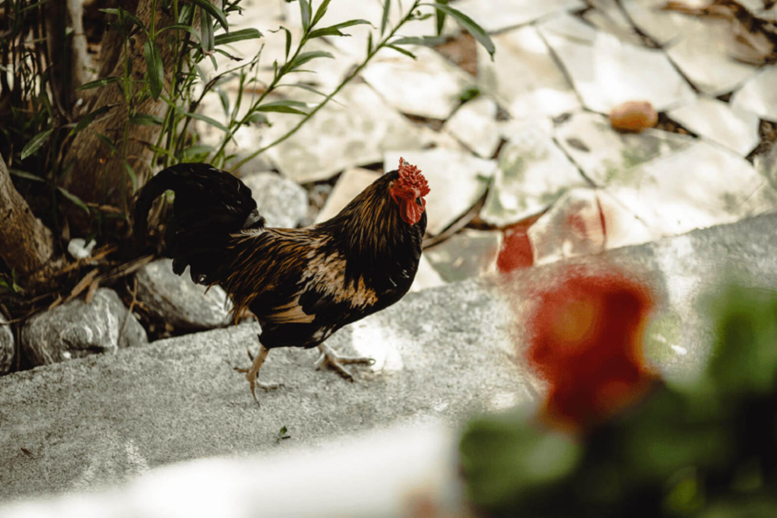 Restaurante de comida típica ibicenca Cas Pagès